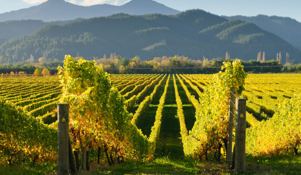 Nueva Zelanda convierte en milagro la exportación de vinos - La Gaceta ...
