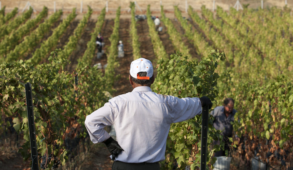 Cosecha mundial histórica. Cosecha europea Histórica. Cosecha Española ...