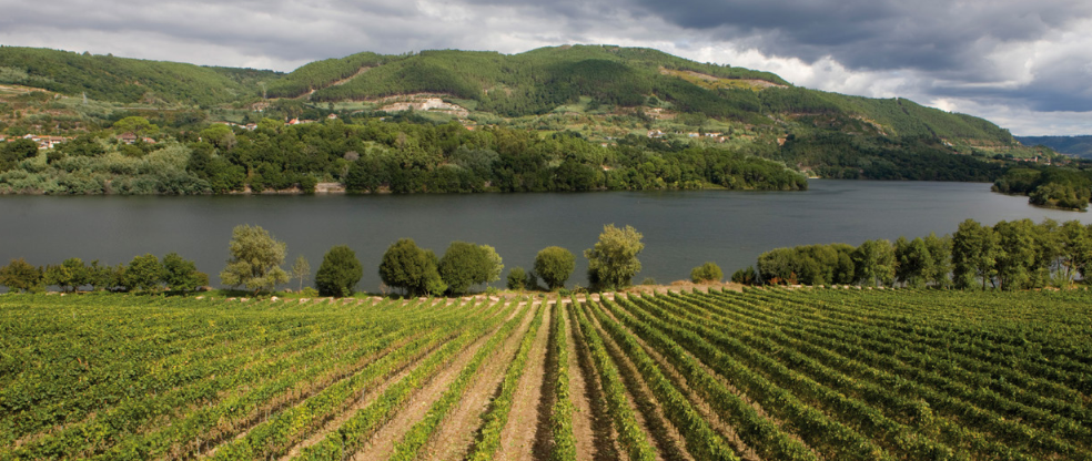 Las claves de futuro para la DO Ribeiro - La Gaceta del Vino