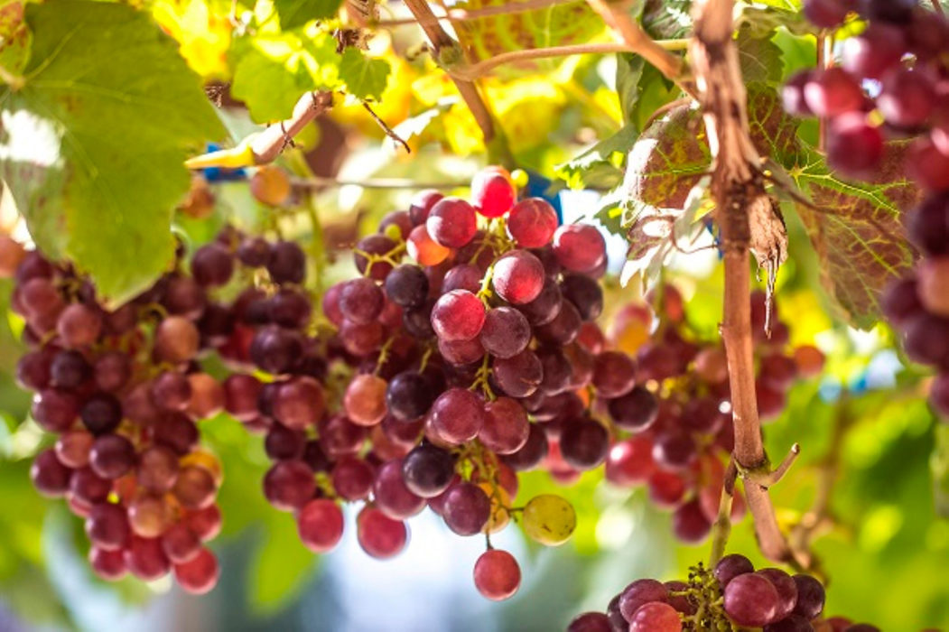 El IFAPA estudia la recuperación de variedades con mayor resistencia al ...