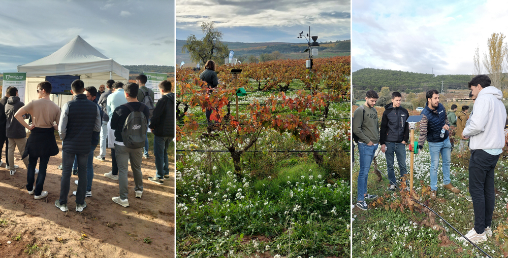 Se presenta el proyecto SIGIS para combatir la polilla de racimo en ...